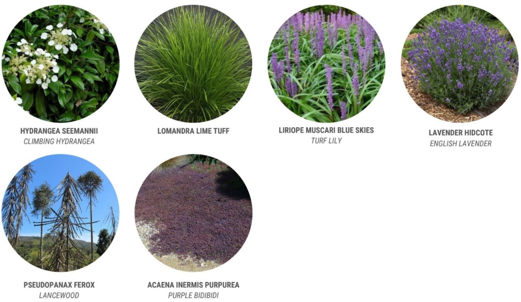 Modern Garden Design: Evergreen Beauty and Subtle Florals for a Layer