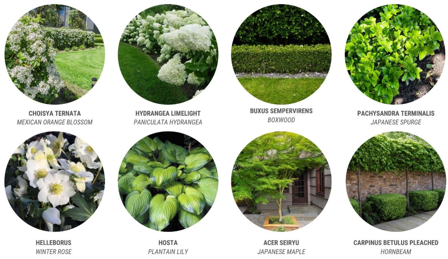 A Heritage Garden Reborn with Timeless Appeal