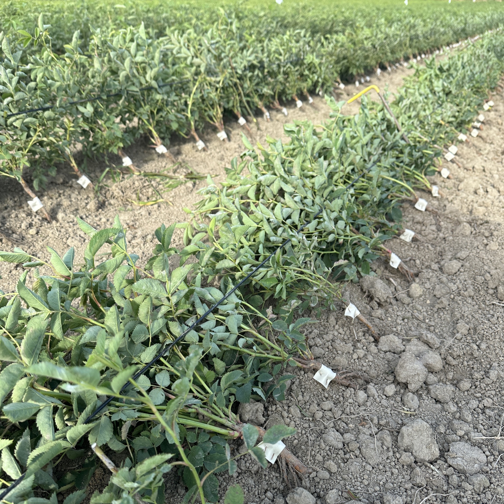 How Are Our Roses Grown? A Behind-the-Scenes Look with One of Our Gro