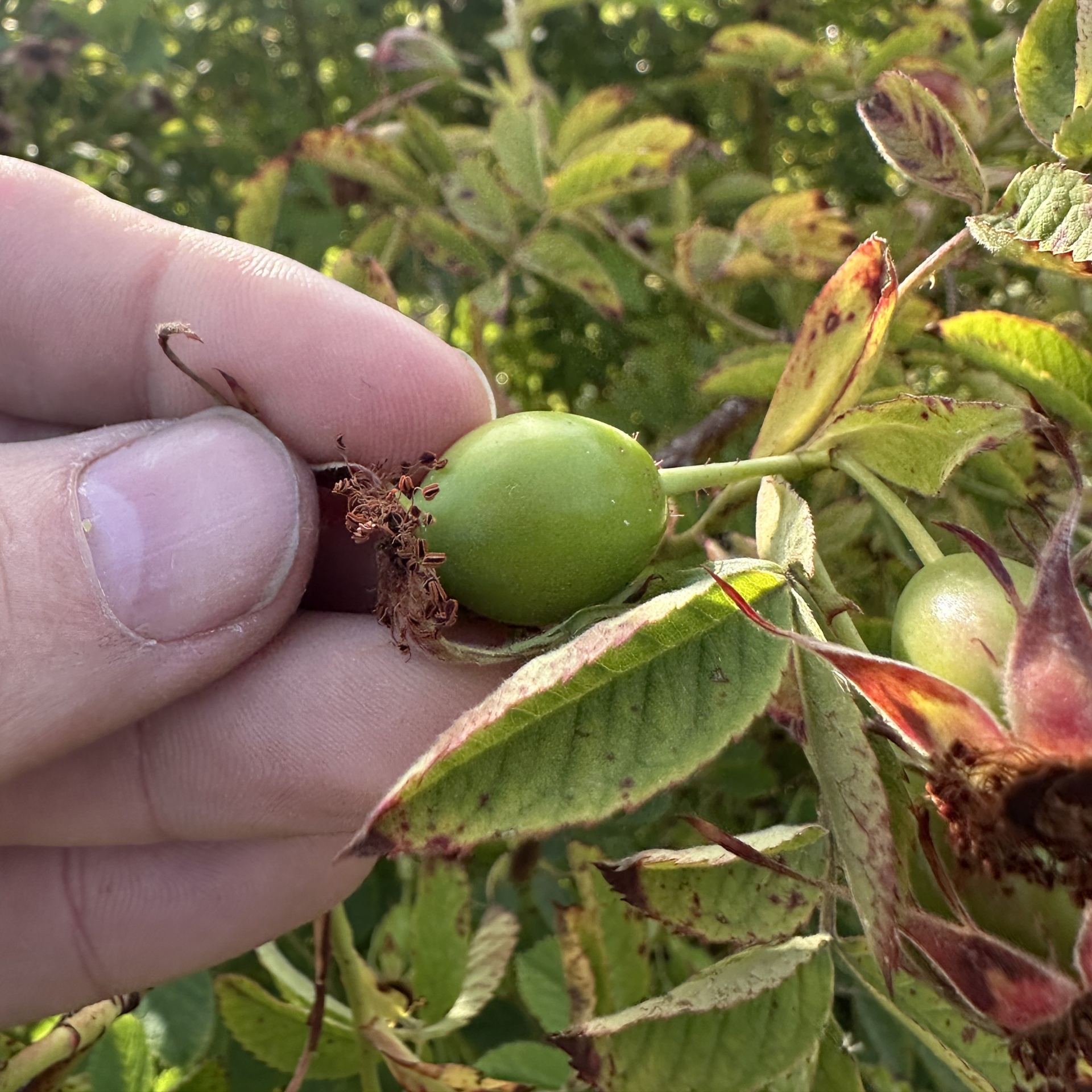 How Are Our Roses Grown? A Behind-the-Scenes Look with One of Our Gro