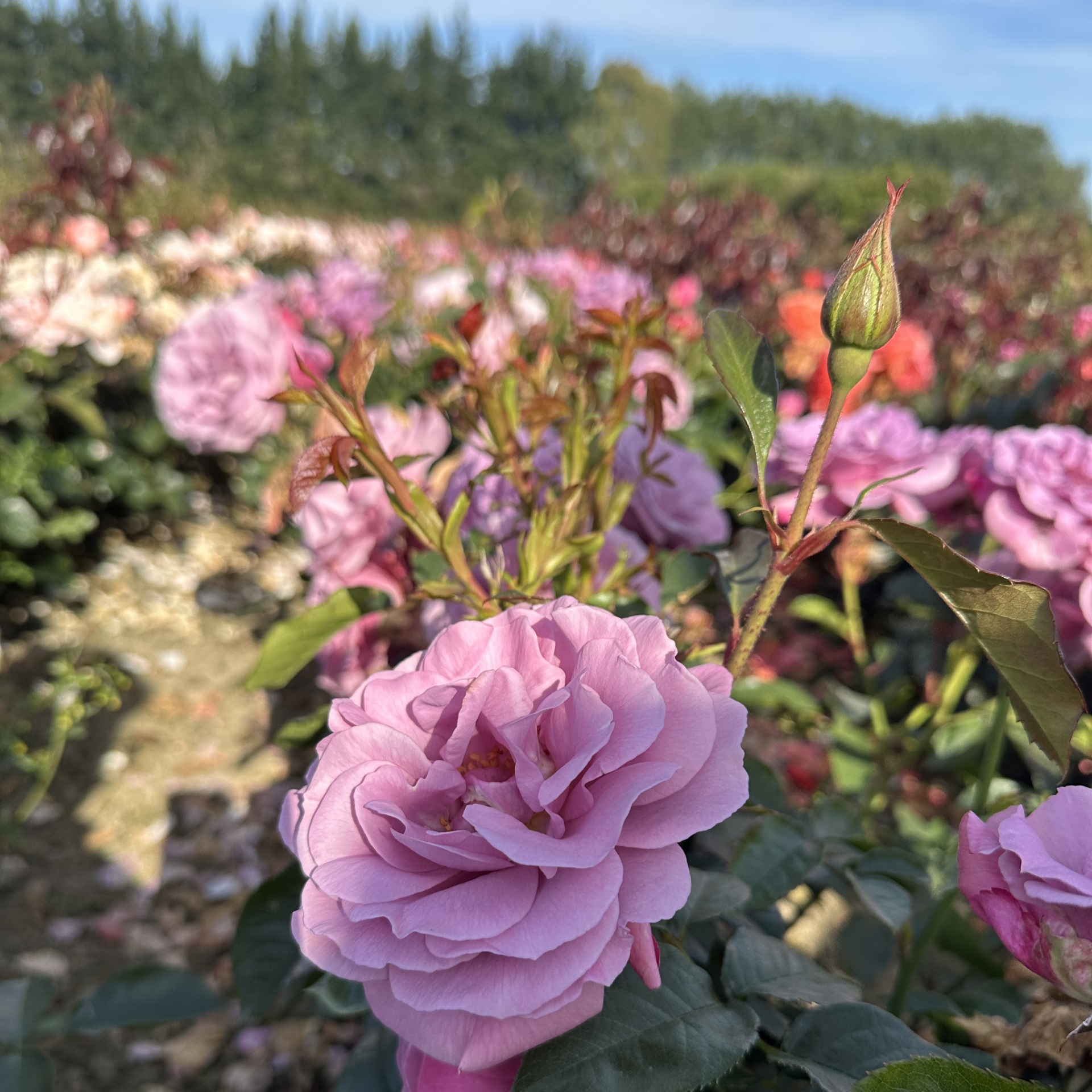How Are Our Roses Grown? A Behind-the-Scenes Look with One of Our Gro