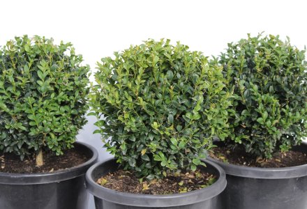 Evergreen Structure - Why Your Garden Still Matters When Summer Fades