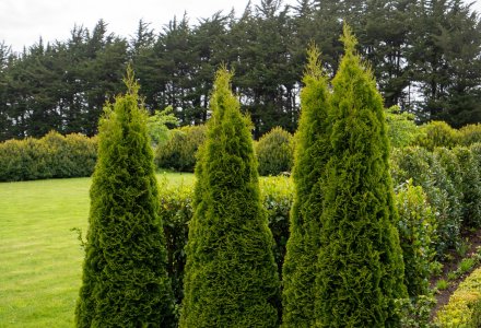 Evergreen Structure - Why Your Garden Still Matters When Summer Fades