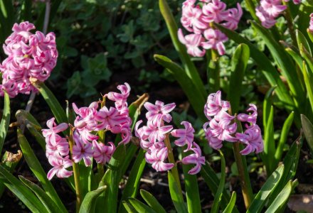 Spring Planting Guide: How to Set Your Garden Up for Success This Sea