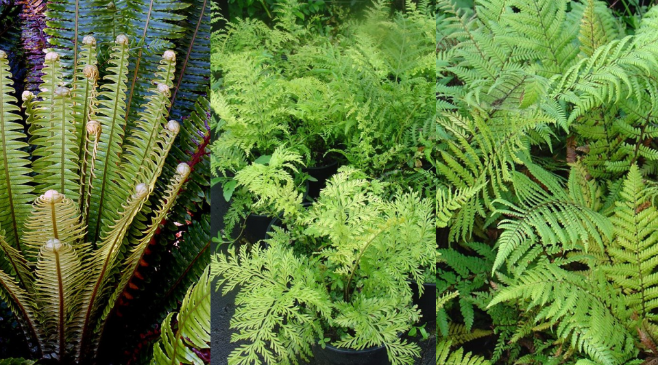 Native Garden - Fernery