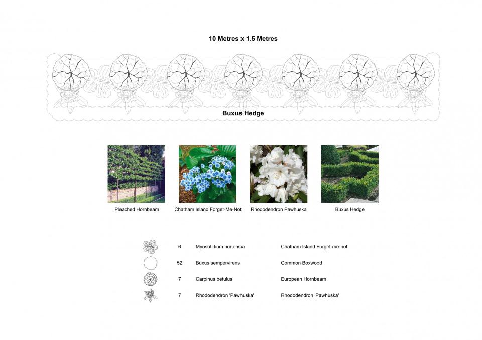 Flat Pack Garden - Pleached Hornbeam + Forget Me Not + Rhododendron + Buxus