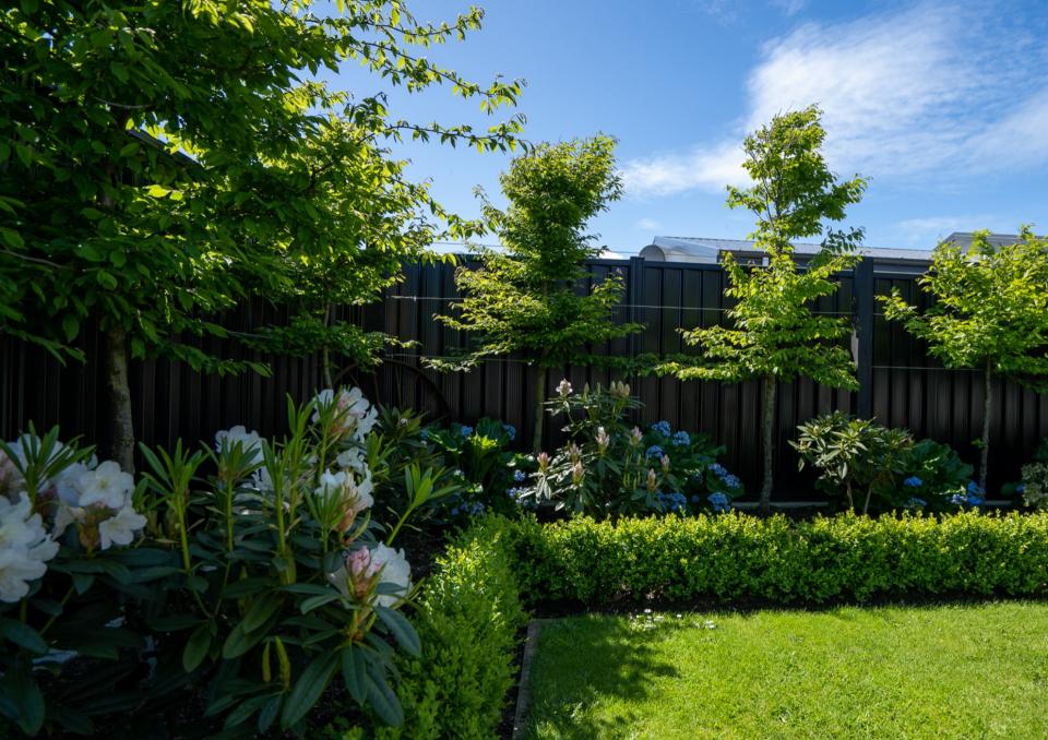 Flat Pack Garden - Pleached Hornbeam + Forget Me Not + Rhododendron + Buxus